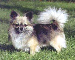 Čivava - inMagazin.cz