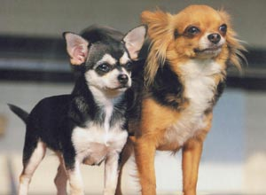 Čivava - článek o domácích mazlíčcích na JakBydlet.cz